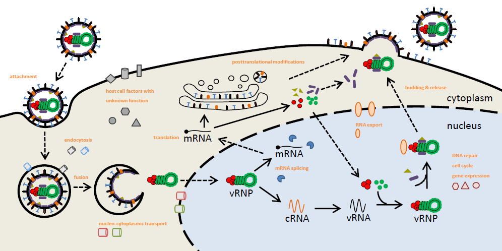 Cell Line Development By Systems Biology Max Planck Institute For