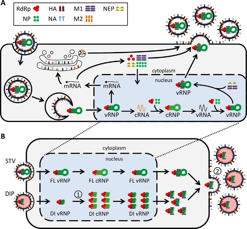Dynamics Of Influenza A Virus Defective Interfering Particle
